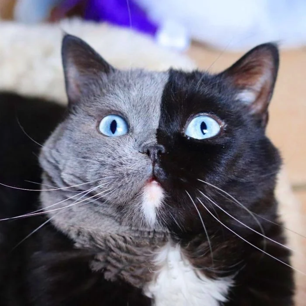 Meet the Cat with a Split Face Who Just Had Kittens – in His Colors ...