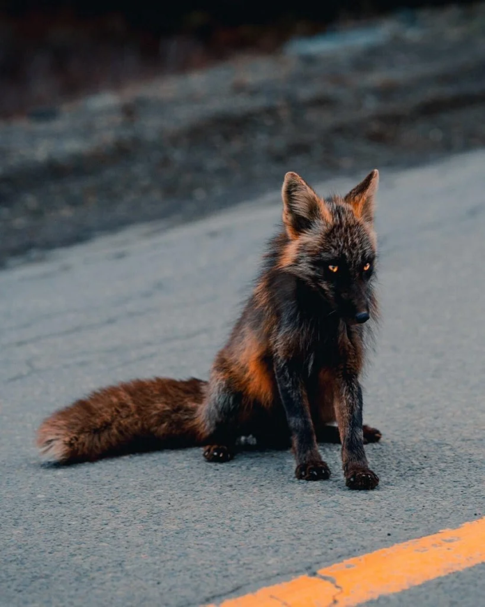 Have You Ever Seen a Fox Like This? Meet the Rare Melanistic Beauty - I ...