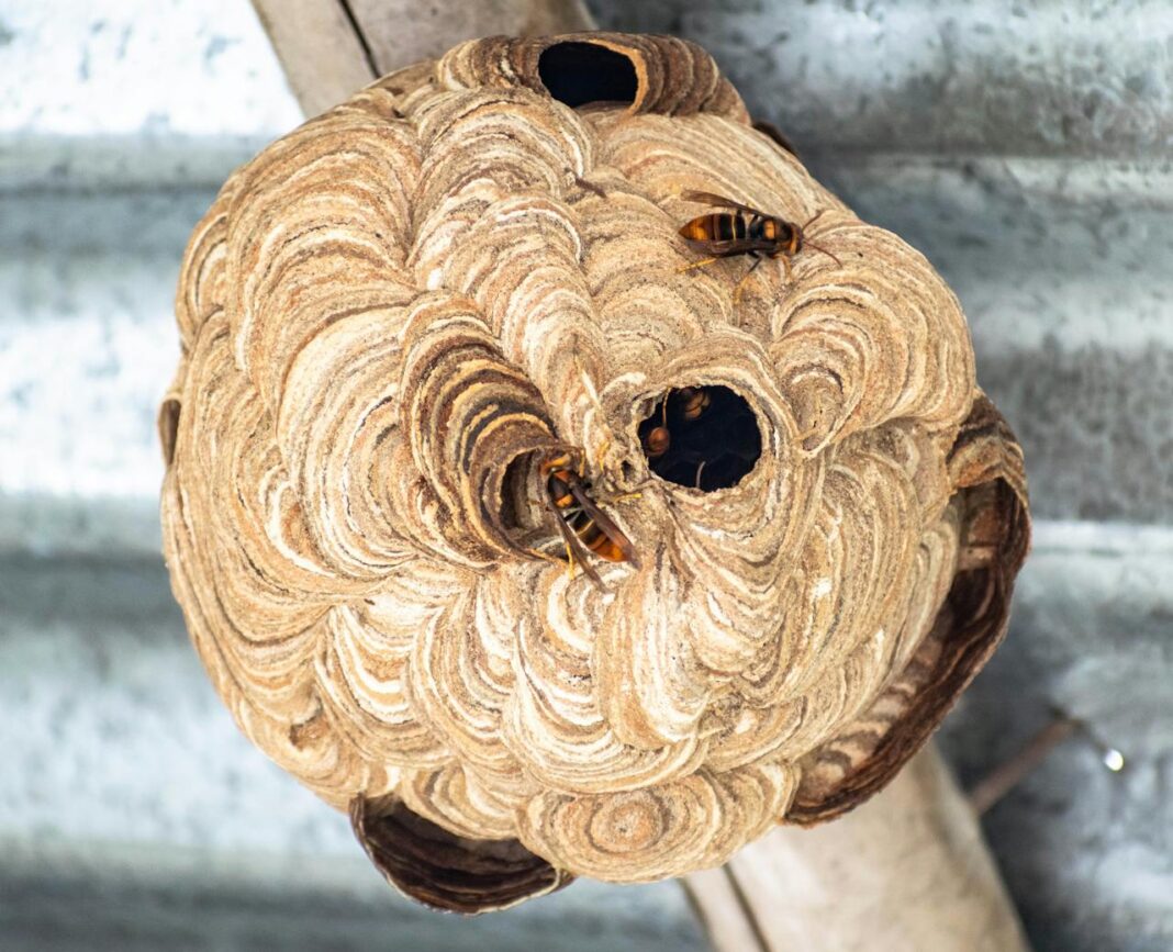 Man Discovers "Hornet's Nest" in Attic, But What’s Inside Leaves Him ...